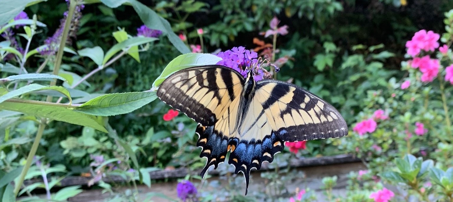Home - Swallowtail Gardening